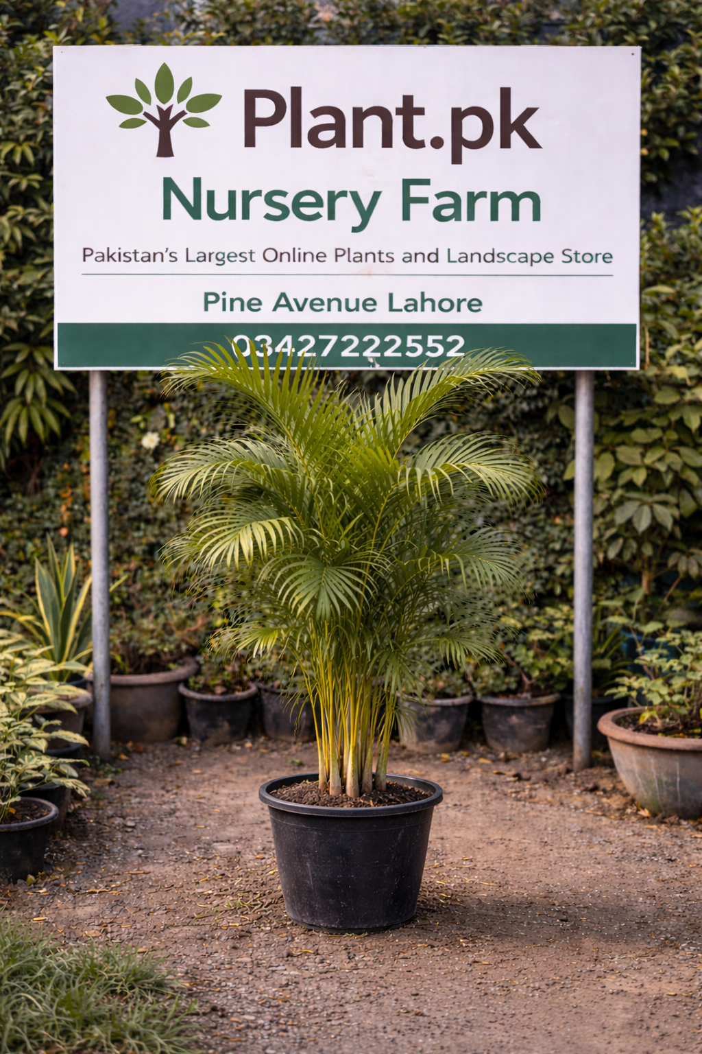 Arica Palm (Golden Palm) - Buy Online | Corporate plants | Plant.pk